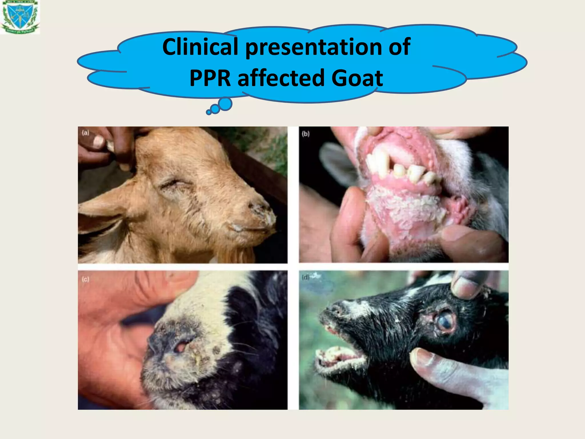 Peste des Petits Ruminants ( PPR ) in Goat | PPTX