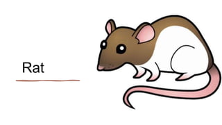 Alphabet - Letter R | PPTX