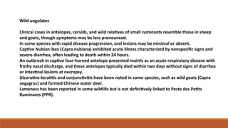 PPR Disease of Small Ruminants Veterinary Pathology.pptx
