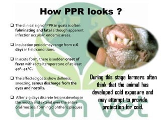 PPR Control in Modern Goat Farms in India | PPT