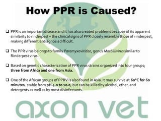 Ppr control in modern goat farms in india | PDF