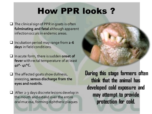Ppr control in modern goat farms in india