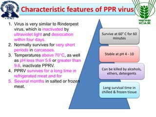 Peste des Petits Ruminants (PPR) in India Epidemiology and Control | PPTX