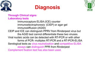 Peste des Petits Ruminants (PPR) in India Epidemiology and Control | PPTX