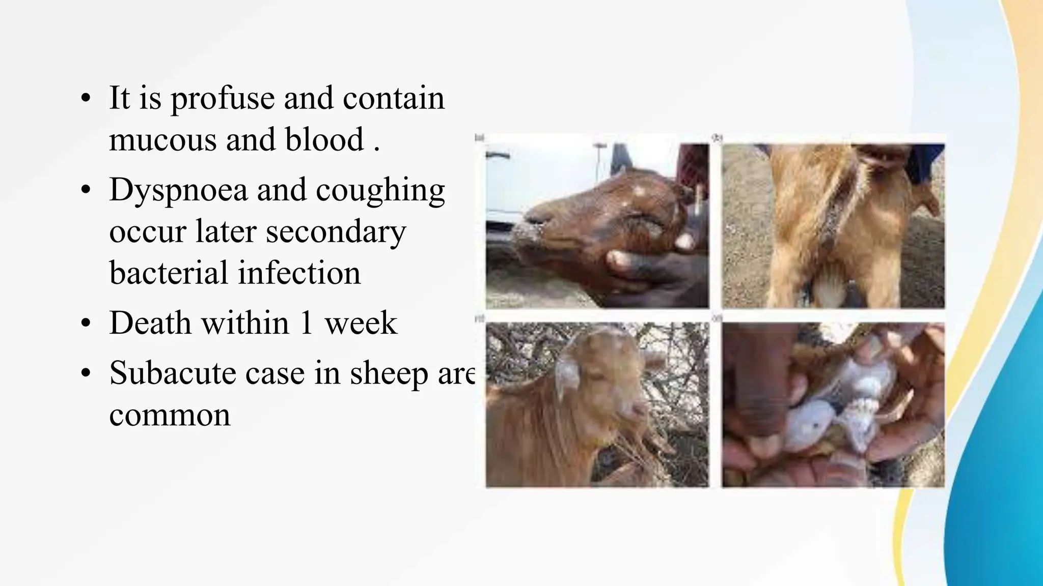 PPR PRESENTATION OF RUMINANT ANIMAL.pptx