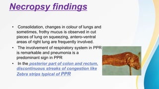PPR PRESENTATION OF RUMINANT ANIMAL.pptx