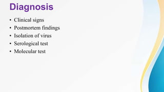 PPR PRESENTATION OF RUMINANT ANIMAL.pptx
