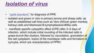 PPR PRESENTATION OF RUMINANT ANIMAL.pptx