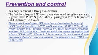 PPR PRESENTATION OF RUMINANT ANIMAL.pptx