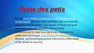 PPR PRESENTATION OF RUMINANT ANIMAL.pptx