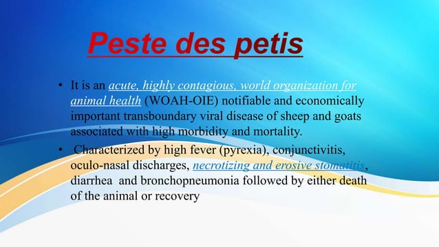PPR PRESENTATION OF RUMINANT ANIMAL.pptx