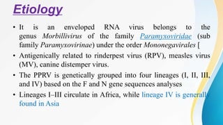 PPR PRESENTATION OF RUMINANT ANIMAL.pptx