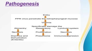 PPR PRESENTATION OF RUMINANT ANIMAL.pptx