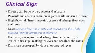 PPR PRESENTATION OF RUMINANT ANIMAL.pptx