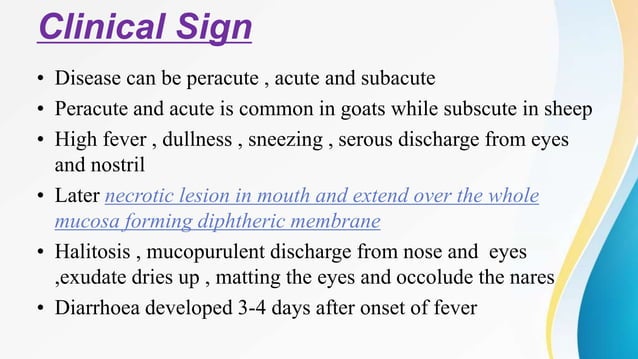 PPR PRESENTATION OF RUMINANT ANIMAL.pptx