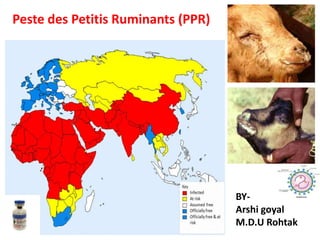 Peste des petitis Ruminants | PPTX