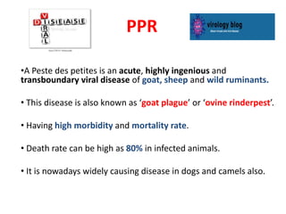 Peste des petitis Ruminants | PPTX