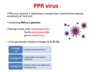 Peste des petitis Ruminants | PPTX