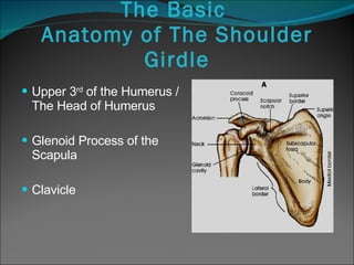 Ppshoulder | PPT