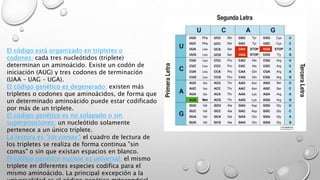 Sintesis de proteínas power point genética.pptx