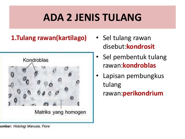 Pp sistem gerak pada manusia