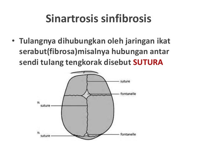 Pp sistem gerak pada manusia