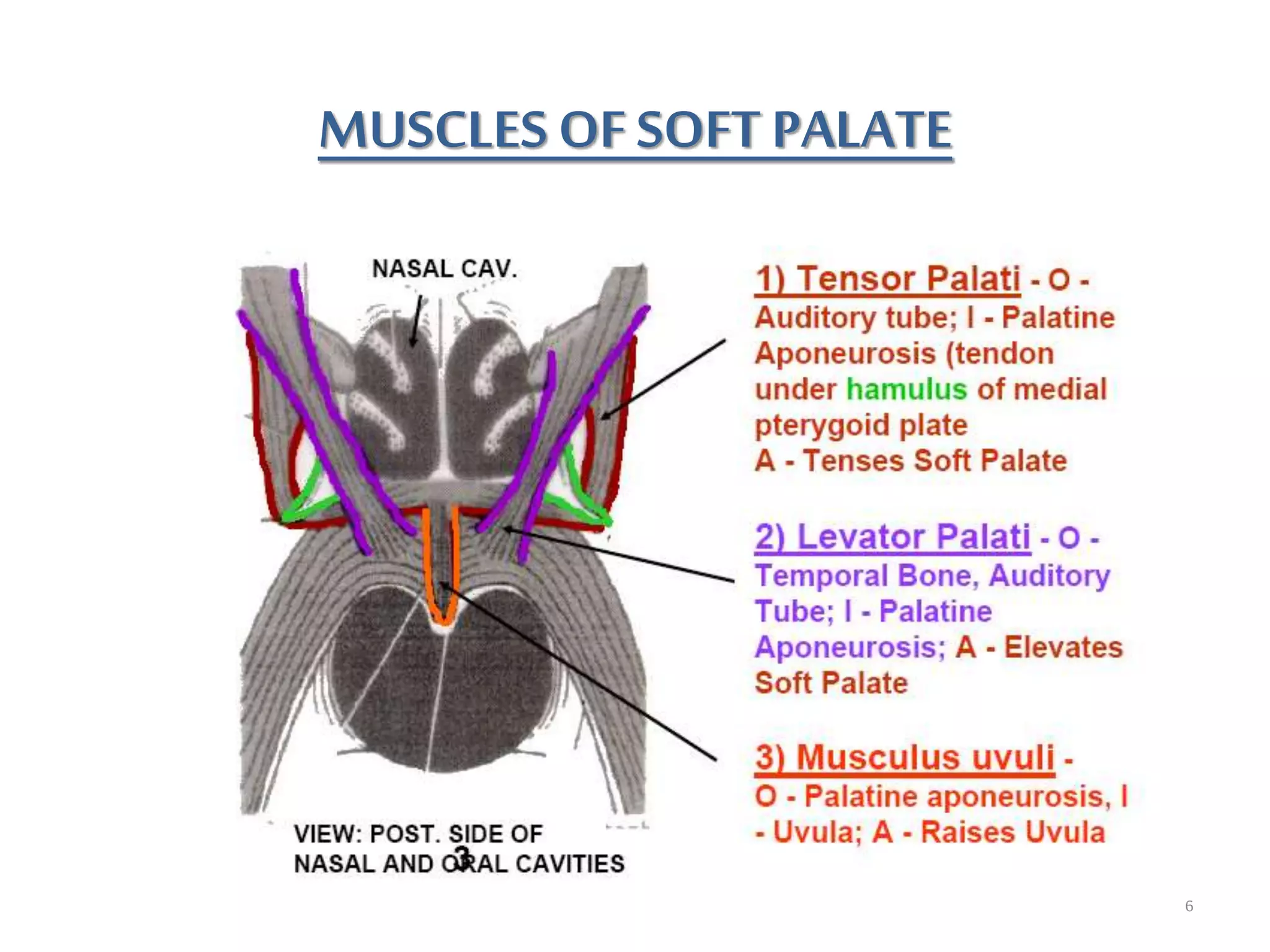 posterior palatal seal | PPTX