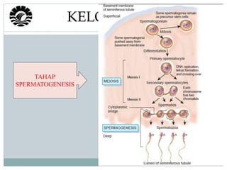 Spermatogenesis | PPTX