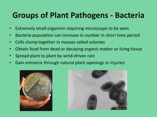 Introduction to Plant Pathology | PPTX