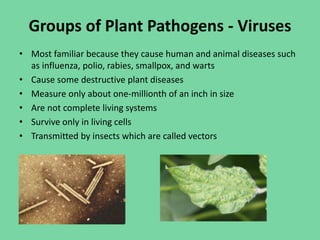 Introduction to Plant Pathology | PPTX