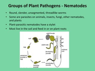 Introduction to Plant Pathology | PPTX