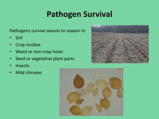 Introduction to Plant Pathology | PPTX