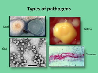 Introduction to Plant Pathology | PPTX
