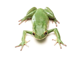 ANIMALS | PPS | Technology & Computing