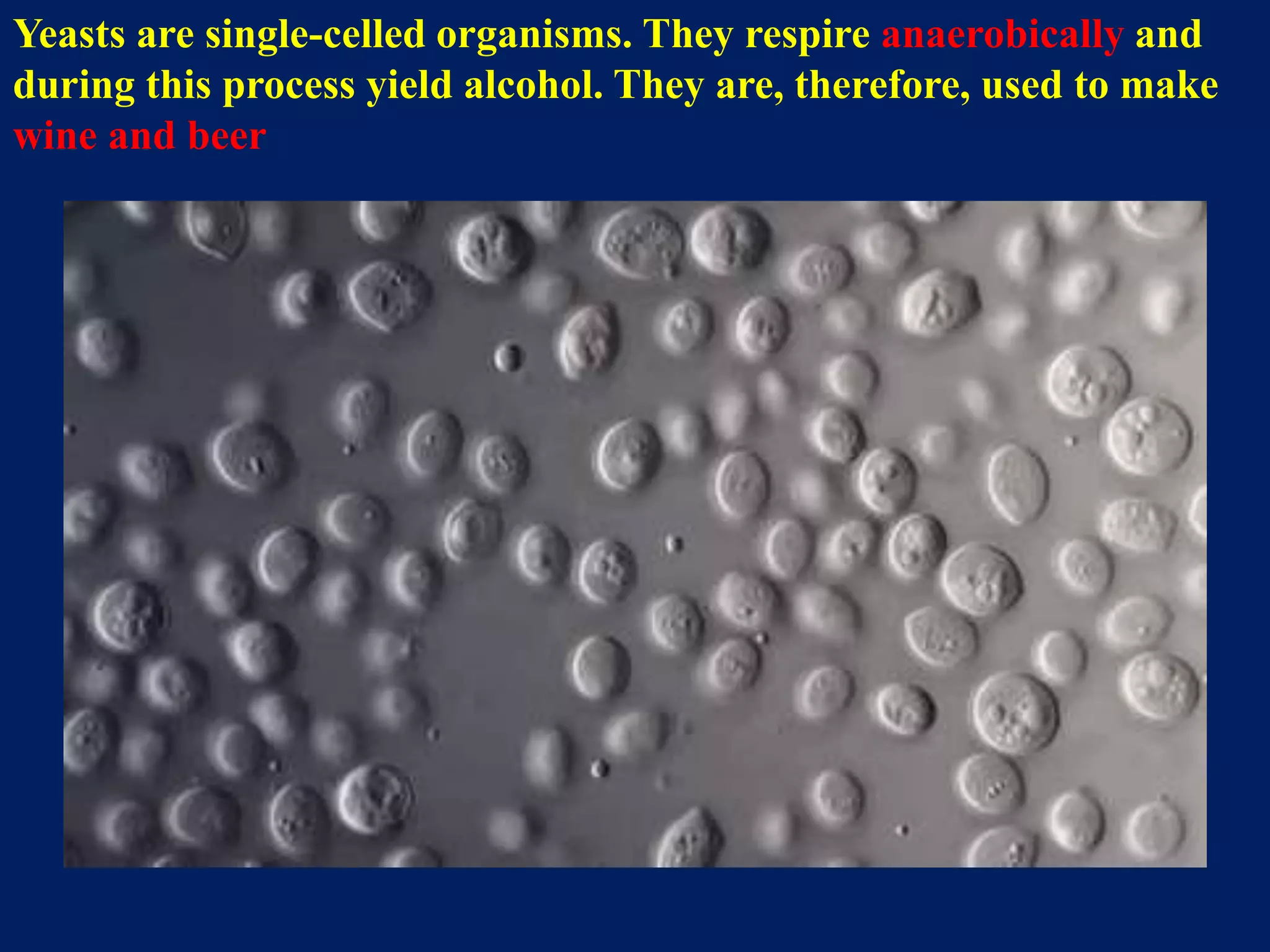 RESPIRATION IN ORGANISMS-1 CLASS-VII CBSE | PPTX | Chemistry | Science