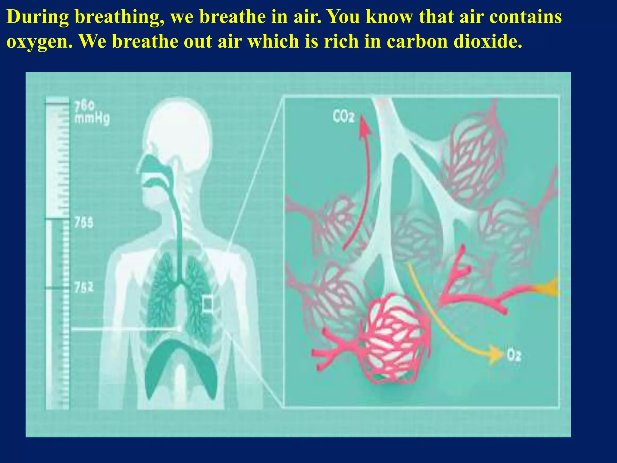 RESPIRATION IN ORGANISMS-1 CLASS-VII CBSE | PPTX