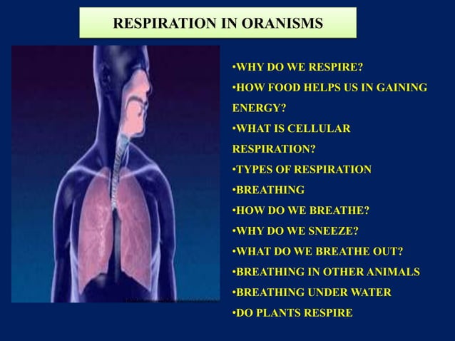 RESPIRATION IN ORGANISMS-1 CLASS-VII CBSE | PPTX | Chemistry | Science