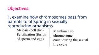 PPT-1-Meiosis-and-Sexual-Life-Cycle.pptx