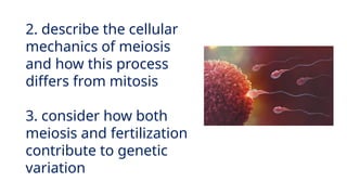 PPT-1-Meiosis-and-Sexual-Life-Cycle.pptx