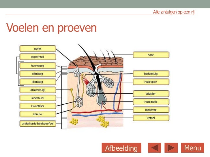 zintuigen ppt