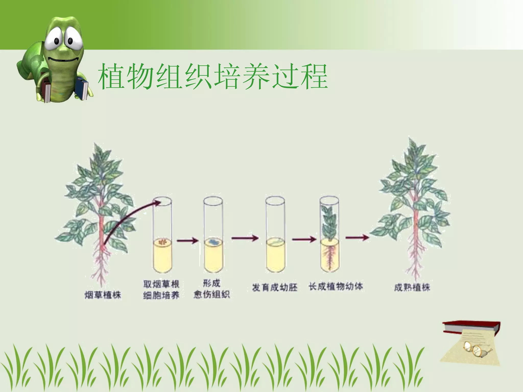 植物组织培养 | PPT