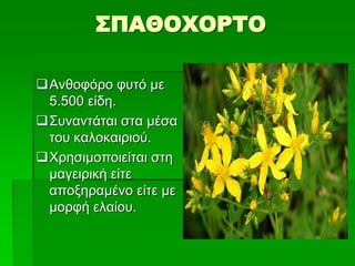 Ειδη και καλλιεργεια βοτανων (Ppt) | PDF