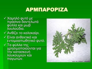 Ειδη και καλλιεργεια βοτανων (Ppt) | PDF
