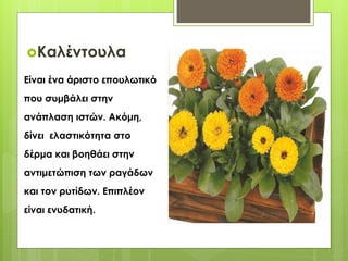 Φυτικα καλλυντικα (Ppt) | PDF