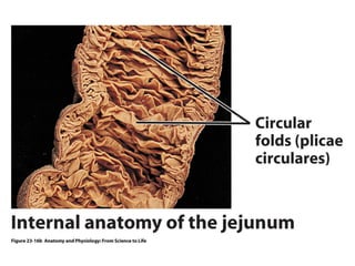 Plicae Circulares Gross