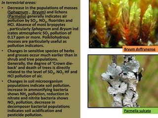 plant indicators | PPTX