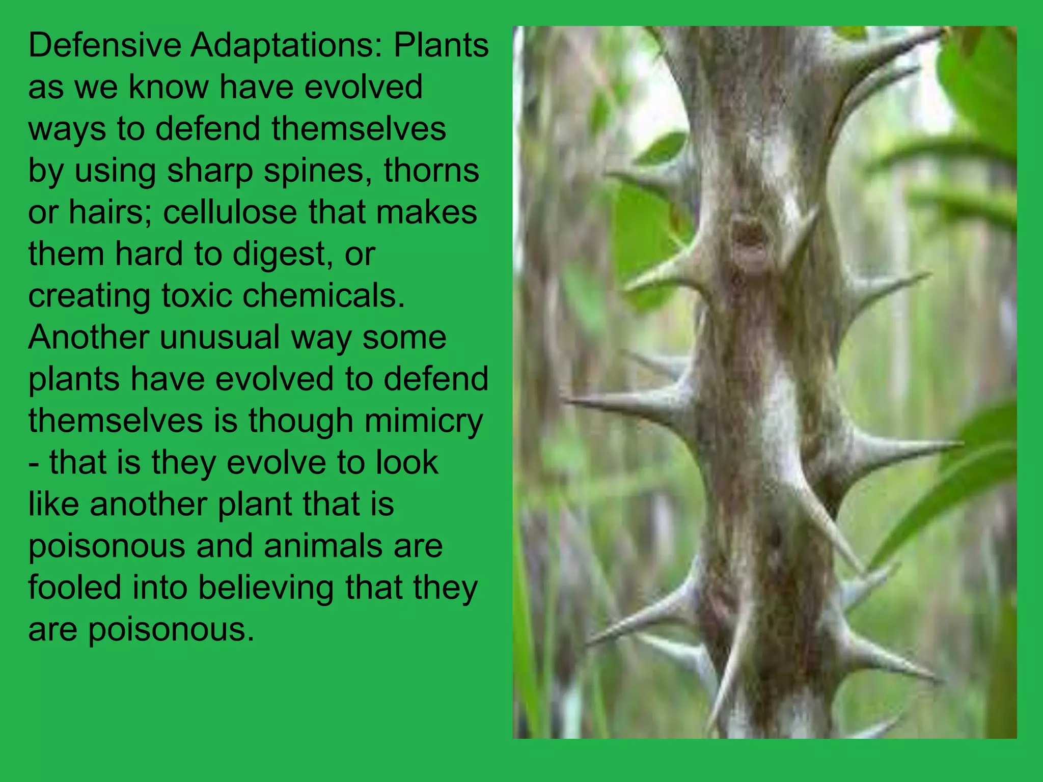 plants adaptations | PPTX