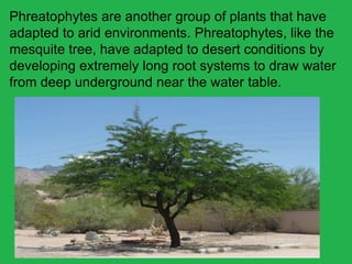 plants adaptations | PPTX