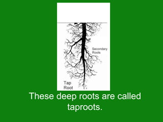 plants adaptations | PPTX