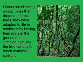 plants adaptations | PPTX